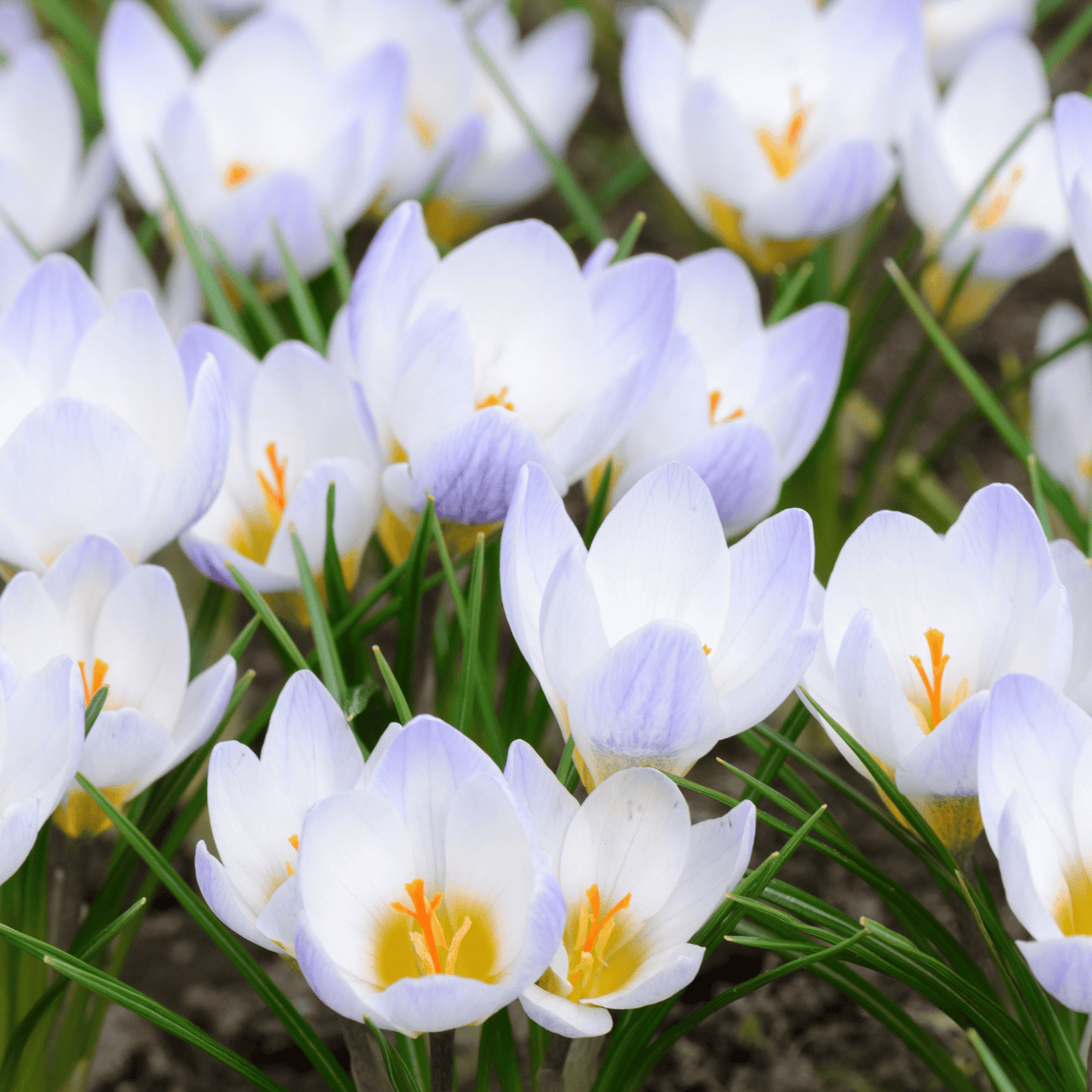 Crocus Chrysanthus Bulb Extract (and) Acacia Senegal Gum (and) Aqua ...